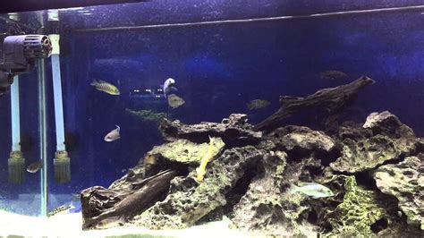 New African Cichlid Aquarium Setup Youtube