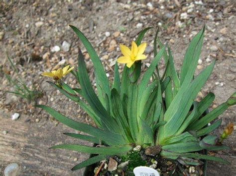 10 Yellow Eyed Grass Ornamental Sisyrinchium Californicum Flower Seeds