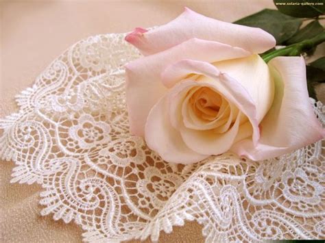 Obsession Lace Wallpaper Beautiful Roses Pink Roses