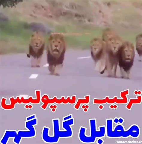 27 عکس شیر پرسپولیسی در دنیای شگفت انگیز فوتبال