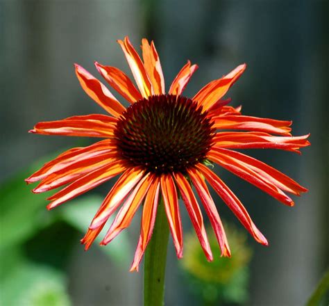 Red Spiky Fruit With Orange Center