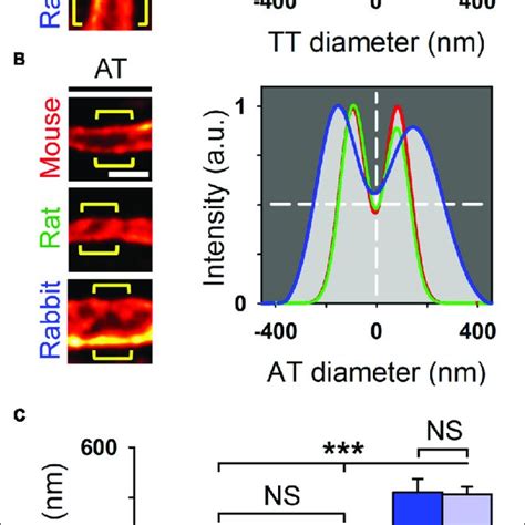 Live Cell Sted Nanoscopy Resolves Individual Tubule Dimensions