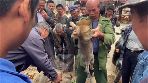 一笼狗卖一千块，众人哄哄跑来，狗贩真狡猾吸引人来又提高价钱。 Youtube