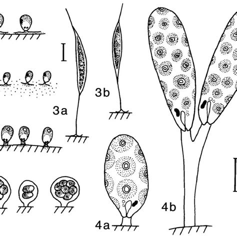 Annual Variation Of The Density Of Total Planktic Microcrustaceans In
