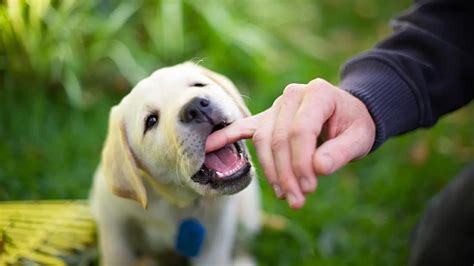 How Strong Is A Labrador Retrievers Bite Force Labrajoy