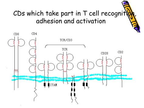 ppt chapter 8 cell adhesion molecules cam powerpoint presentation