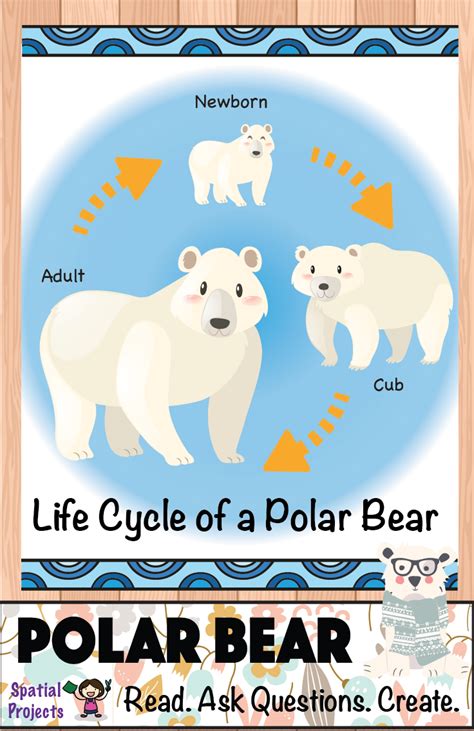 Water Bear Life Cycle At Allan Lisa Blog