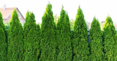 7 Best Privacy Trees For Usda Zone 8 Gardeners