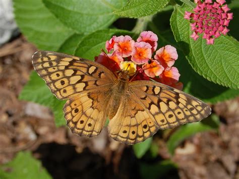 Brendas Texas Wild Garden Variegated Fritillary Butterfly