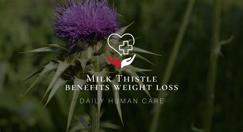 Do You Know How Milk Thistle Benefits Weight Loss 2022 Daily Human Care