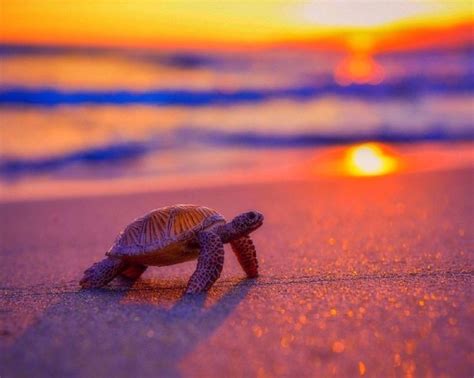 Turtle At Sunset