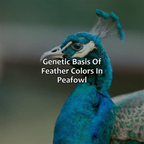 What Color Are Peacocks