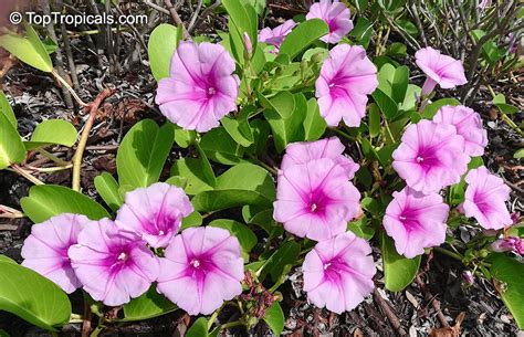 Ipomoea Pes Caprae Beach Morning Glory Top Tropicals Plant Encyclopedia