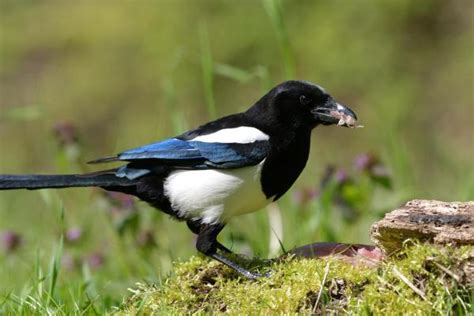 Types De BECS D OISEAUX