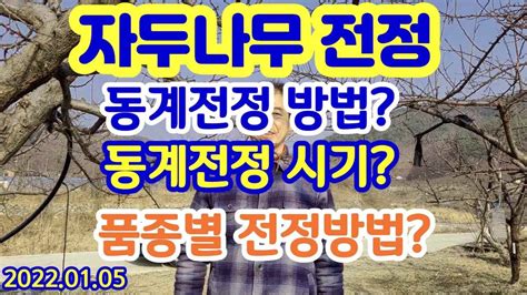 자두나무 전정가지치기시기 방법 품종별 전정방법 Youtube