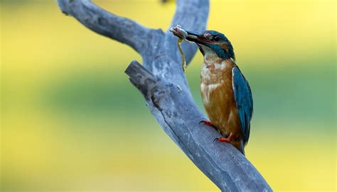 4k Common Kingfisher Birds Branches Hd Wallpaper Rare Gallery