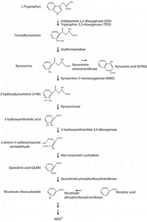 The Kynurenine Pathway Kp Of Tryptophan Degradation In Mammals Kmo