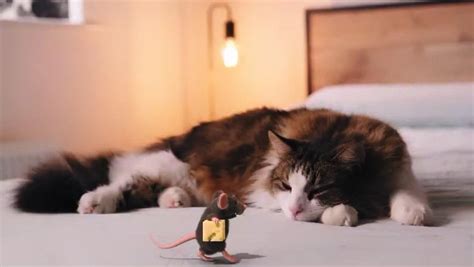 Stealth Action R Blender