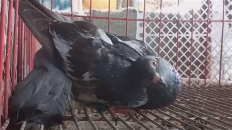 Qué Es La Enfermedad De Las Palomas “zombies” ¿se Puede Contagiar A