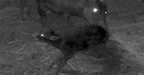 Security Camera Captures First Birth Footage Of Worlds Smallest Cattle