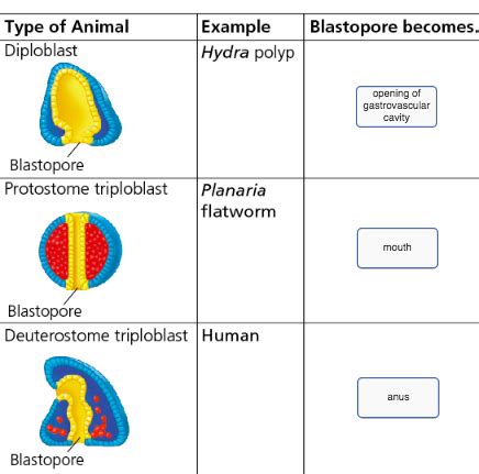 Protostome Blastula