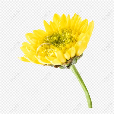 無縫雛菊png圖案，去背素材，向量圖片免費下載 Lovepik