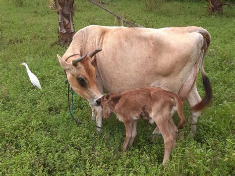 Sivalogafarms Ambalpuram Mankulam Dr Eng Sivakumar Subramaniam