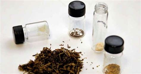 Estudiante Del Ipn Descubrió Planta Que Reduce Colesterol Y