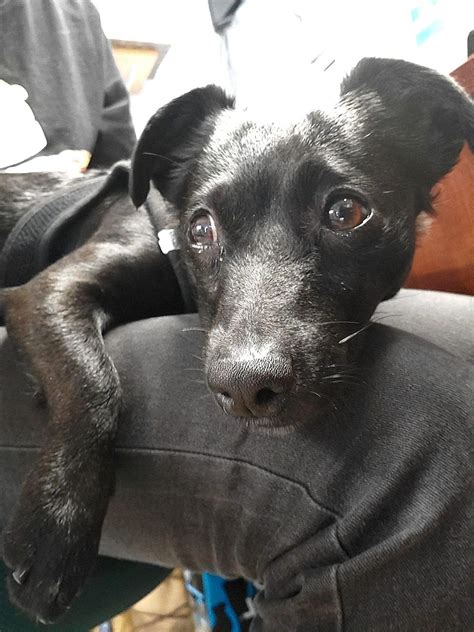 Colby Bobbi And The Strays