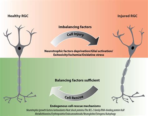 Retinal Ganglion Cell Schematic Diagram Representative Pictu