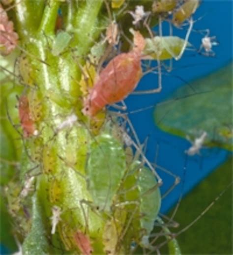 Red Aphids On Plants