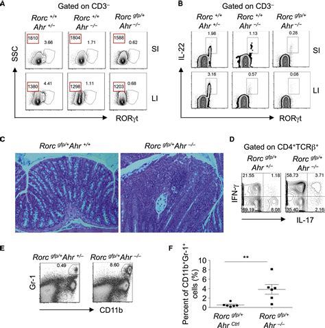Group 3 Innate Lymphoid Cells Inhibit T Cell Mediated Intestinal