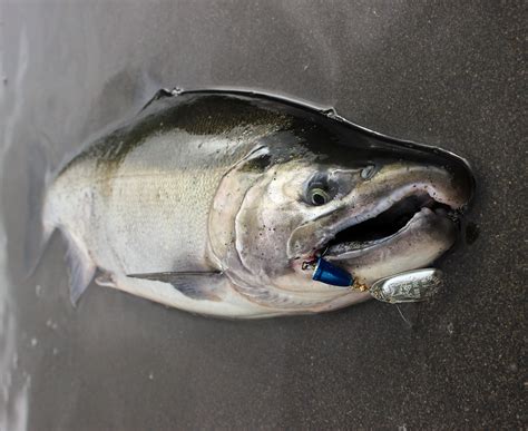 Coho Salmon Fast Action Salmon Of The Pacific