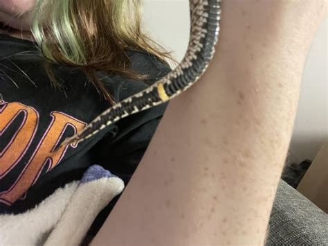 Gender Of My Snake Rsnakes