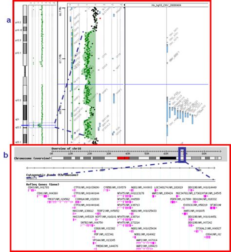 array cgh chromosome 16 profile a genomic imbalances on patient bv