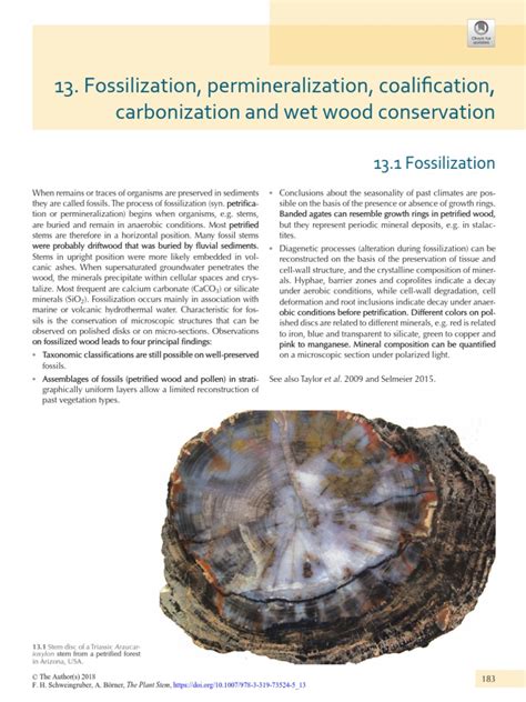 Fossilization Permineralization Ƥ Ǡ Carbonization And Wet Wood