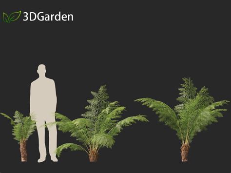 Dicksonia Antarctica Soft Tree Fern 3d Model 3dgardenplants
