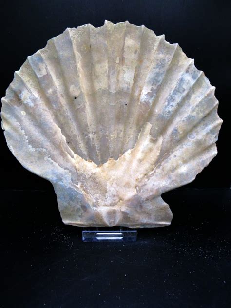 chesapecten jeffersonius 19 fossils for sale