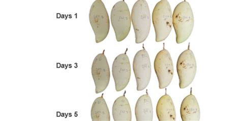Classification Of Ripeness Stage Of Mango Fruit Kaggle