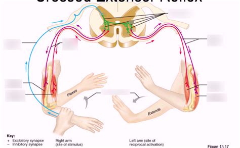 Crossed Extensor Reflex Diagram Quizlet
