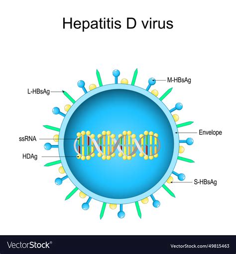 Structure Of Hepatitis D Virus Virion Anatomy Vector Image