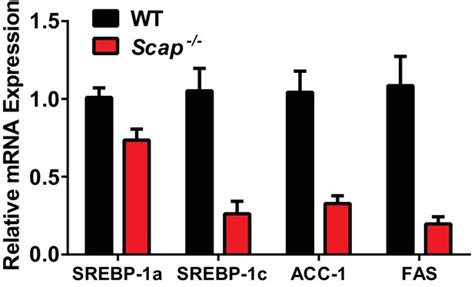 Figures And Data In Expression Of Srebp 1c Requires Srebp 2 Mediated