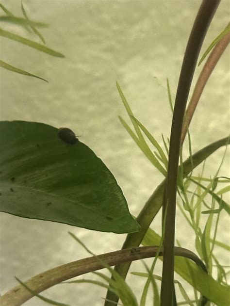 Snail Identification Raquaticsnails
