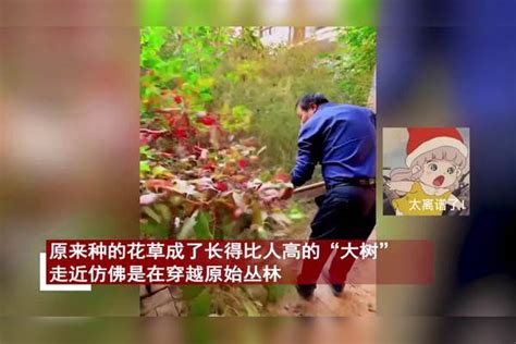 女儿携父母回老房子，推门见草比人高瞬间血压飙升：穿越进了丛林血压瞬间比人