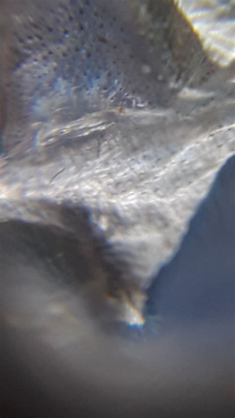 2 Caribena Versicolor [molt Sexing] Arachnoboards