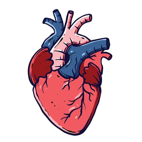 Detailed And Colored Illustrations Of The Human Heart For Medicine And