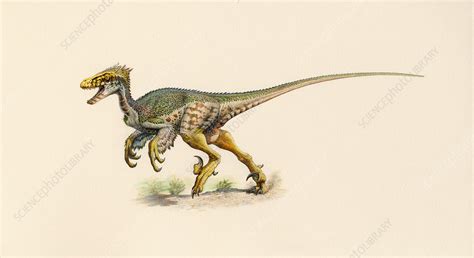 Feathered Dromaeosaurus Dinosaur Illustration Stock Image C038