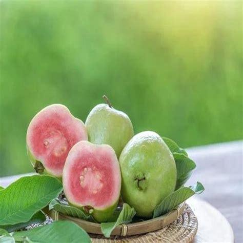 Fresh Guava Object Detection Dataset By Fresh Guava