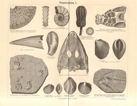 1890 Triassic Fossils Ammonites Cephalopods Bivalves