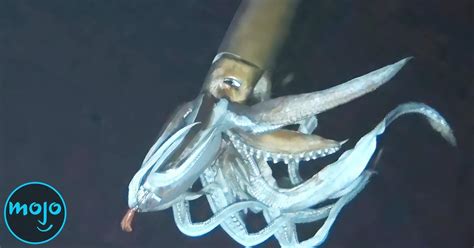 Top 10 Unsolved Deep Ocean Mysteries Articles On